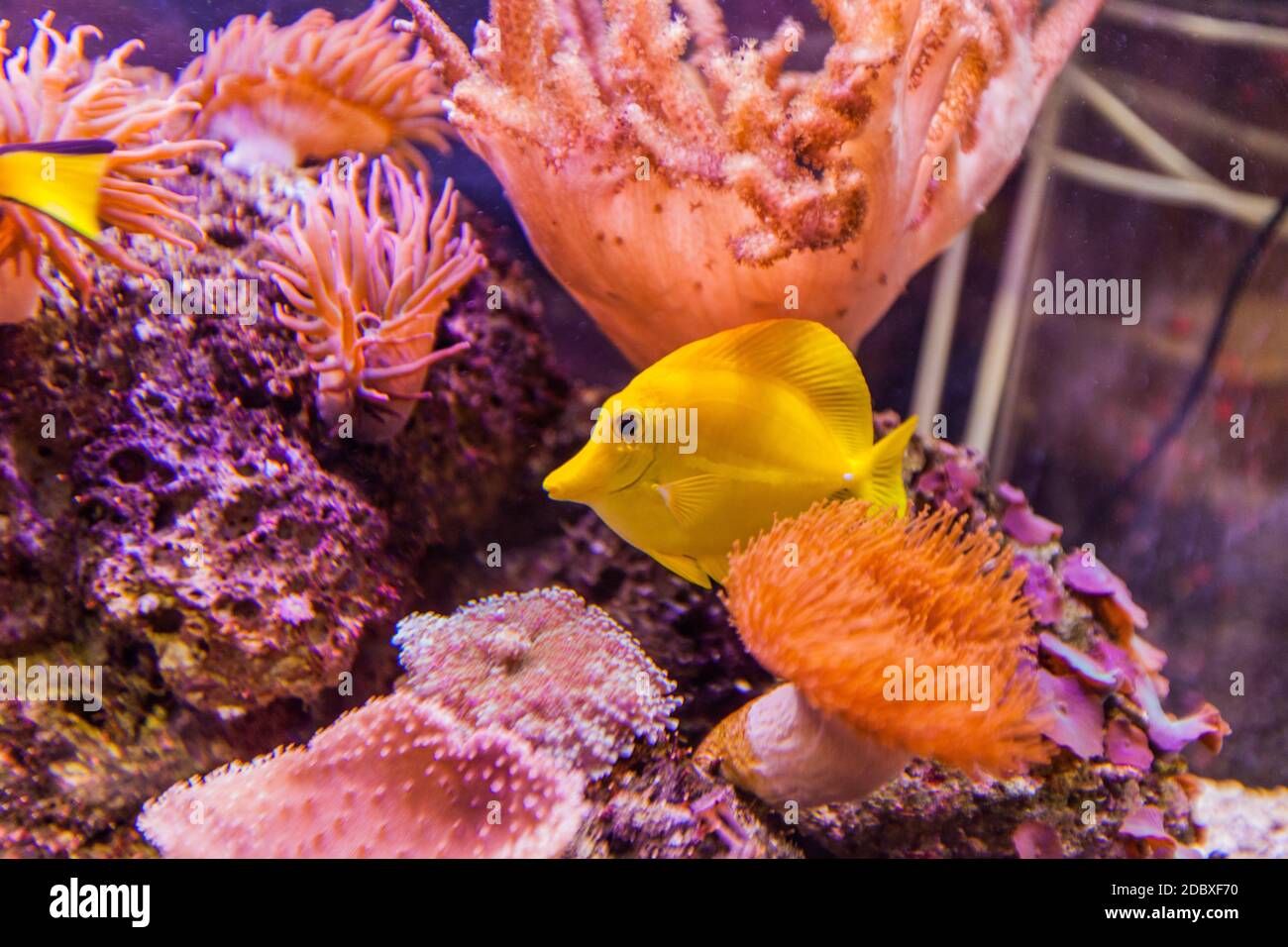 Marine aquarium tropical fish , yellowtail tang, Zebrasoma, vibrant ...