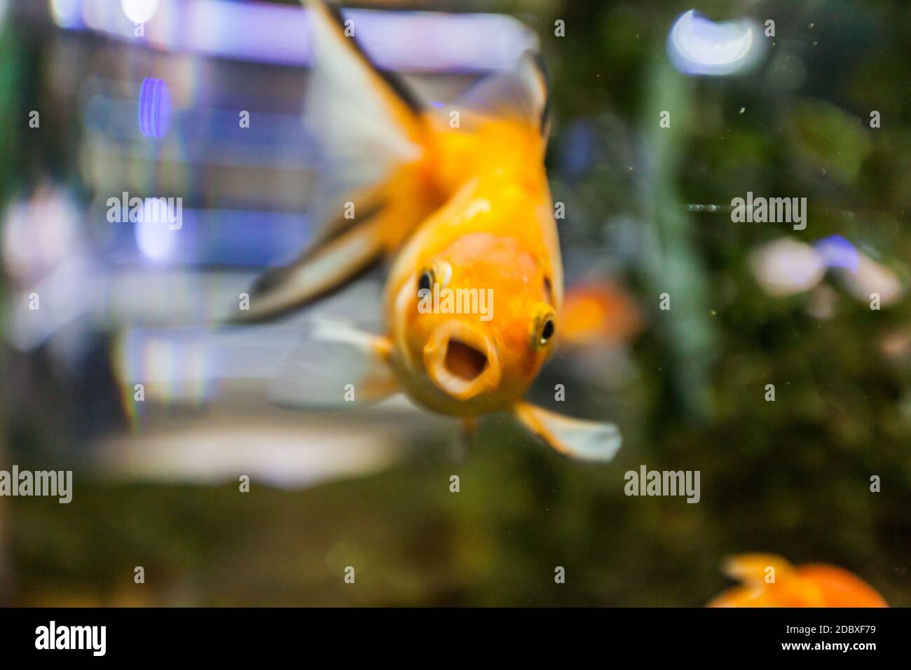 Goldfish in freshwater aquarium, closeup view Stock Photo - Alamy