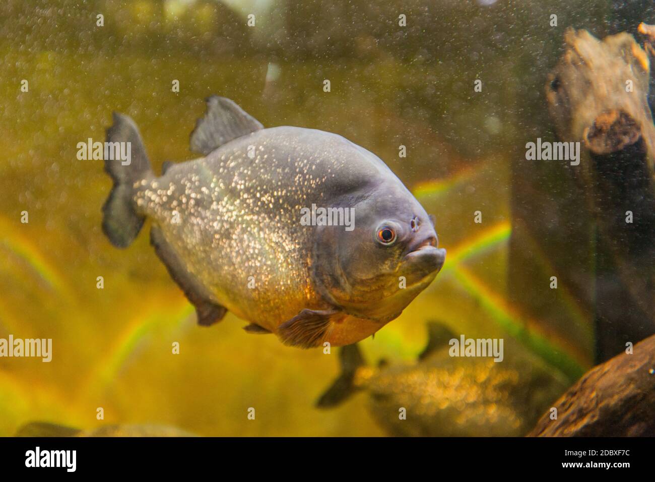 Piranha in aquarium , South American freshwater fish Stock Photo - Alamy
