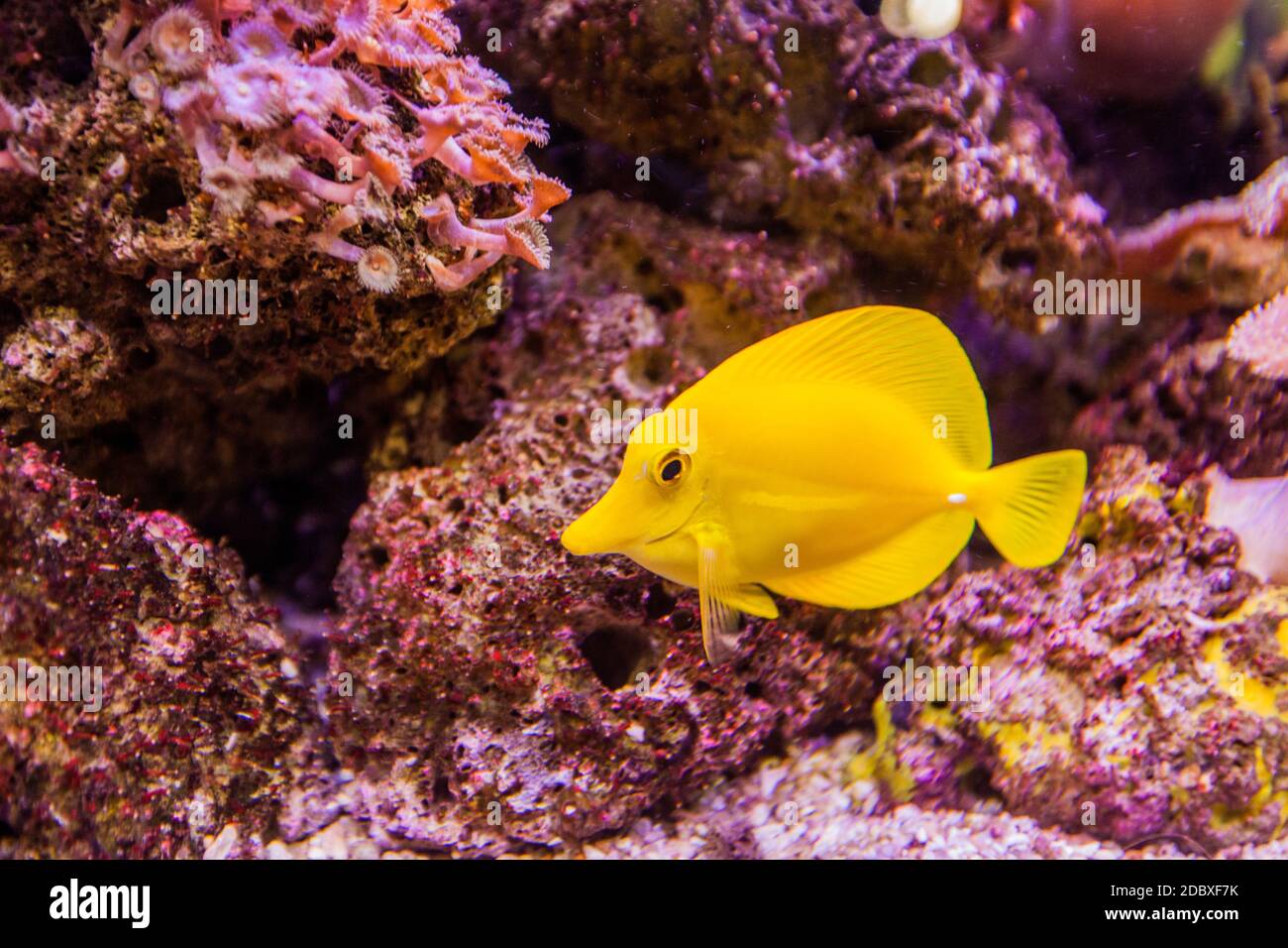 Marine aquarium tropical fish , yellowtail tang, Zebrasoma, vibrant ...