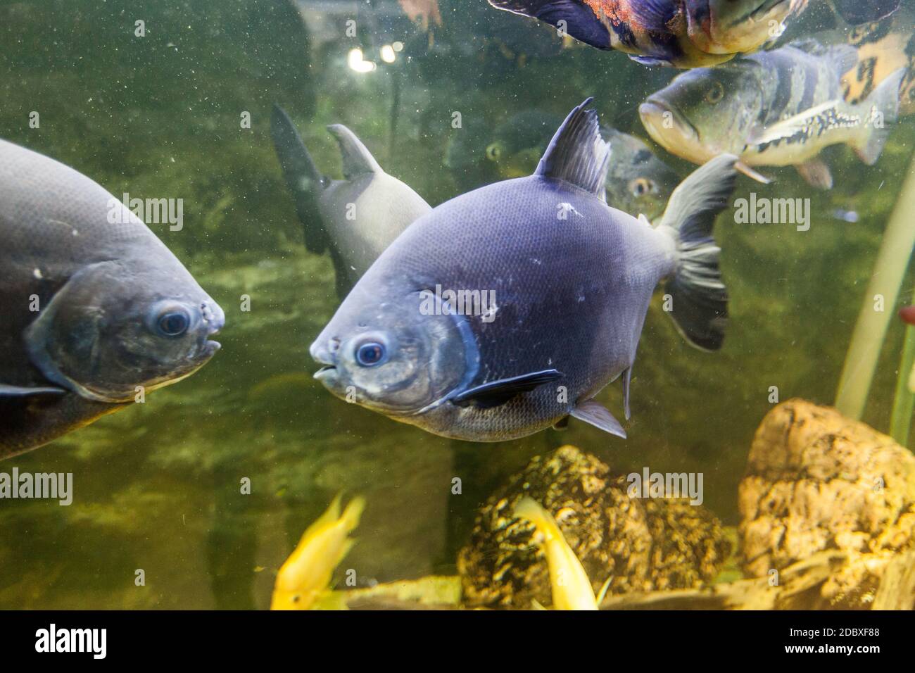 Piranha in aquarium , South American freshwater fish Stock Photo - Alamy