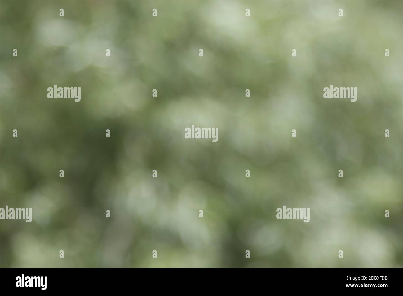 Gentle shades of green hi-res stock photography and images - Alamy