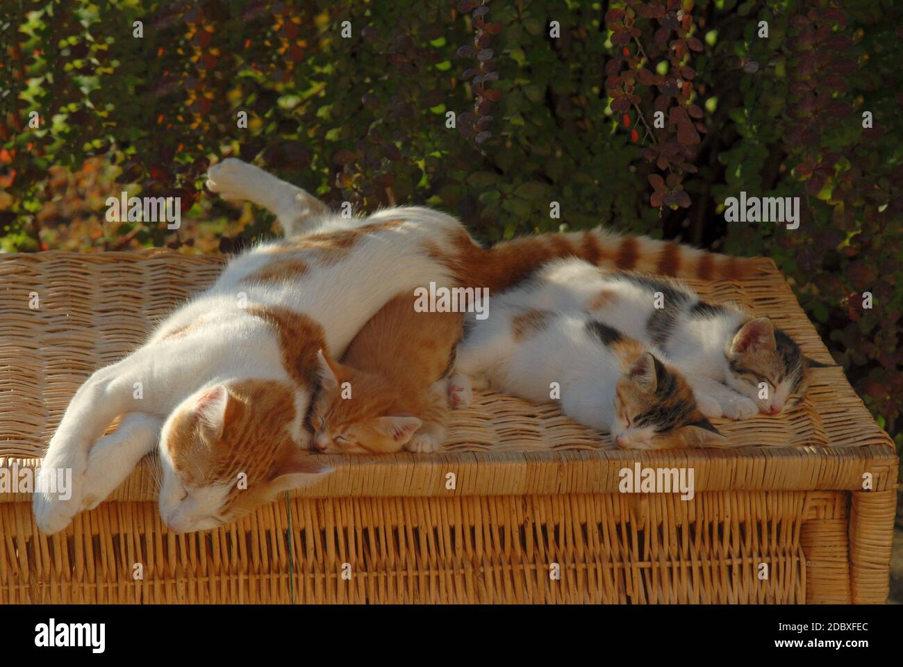 Playing pets hi-res stock photography and images - Alamy