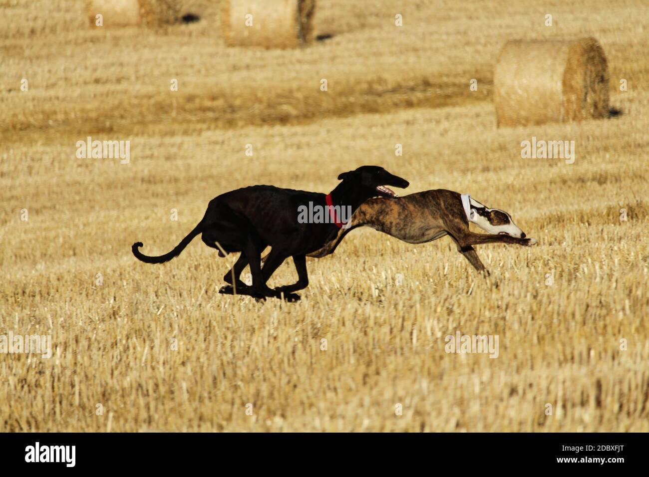 Spanish greyhound in mechanical hare race in the countryside Stock ...