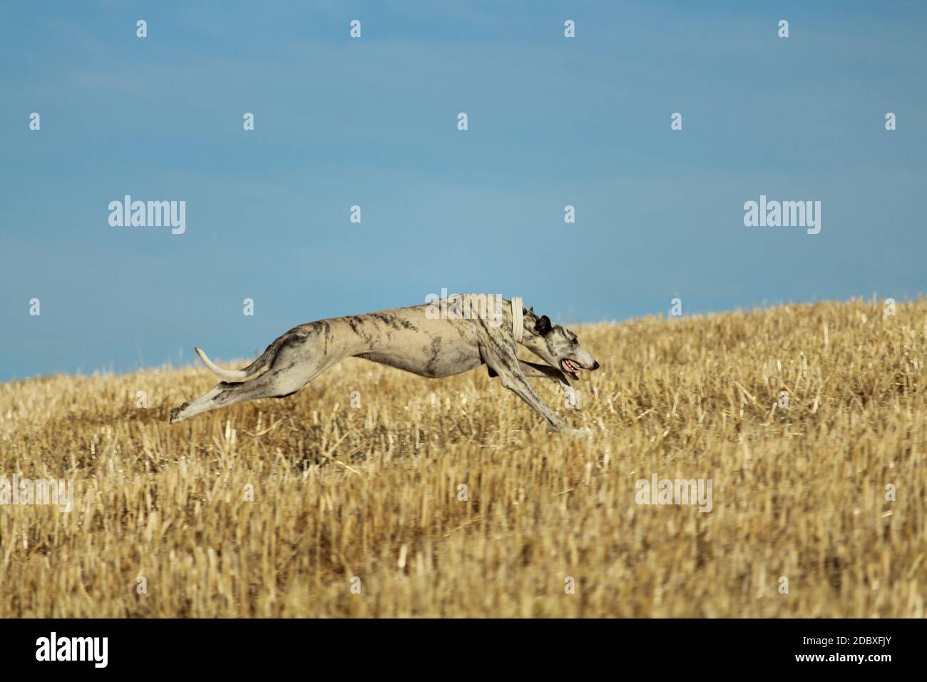 Spanish greyhound in mechanical hare race in the countryside Stock ...