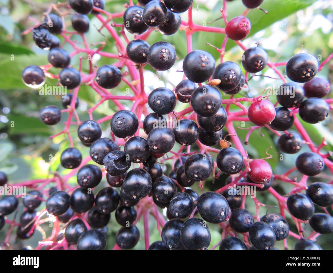 natural berries of beautiful color and seeds to plant Stock Photo - Alamy