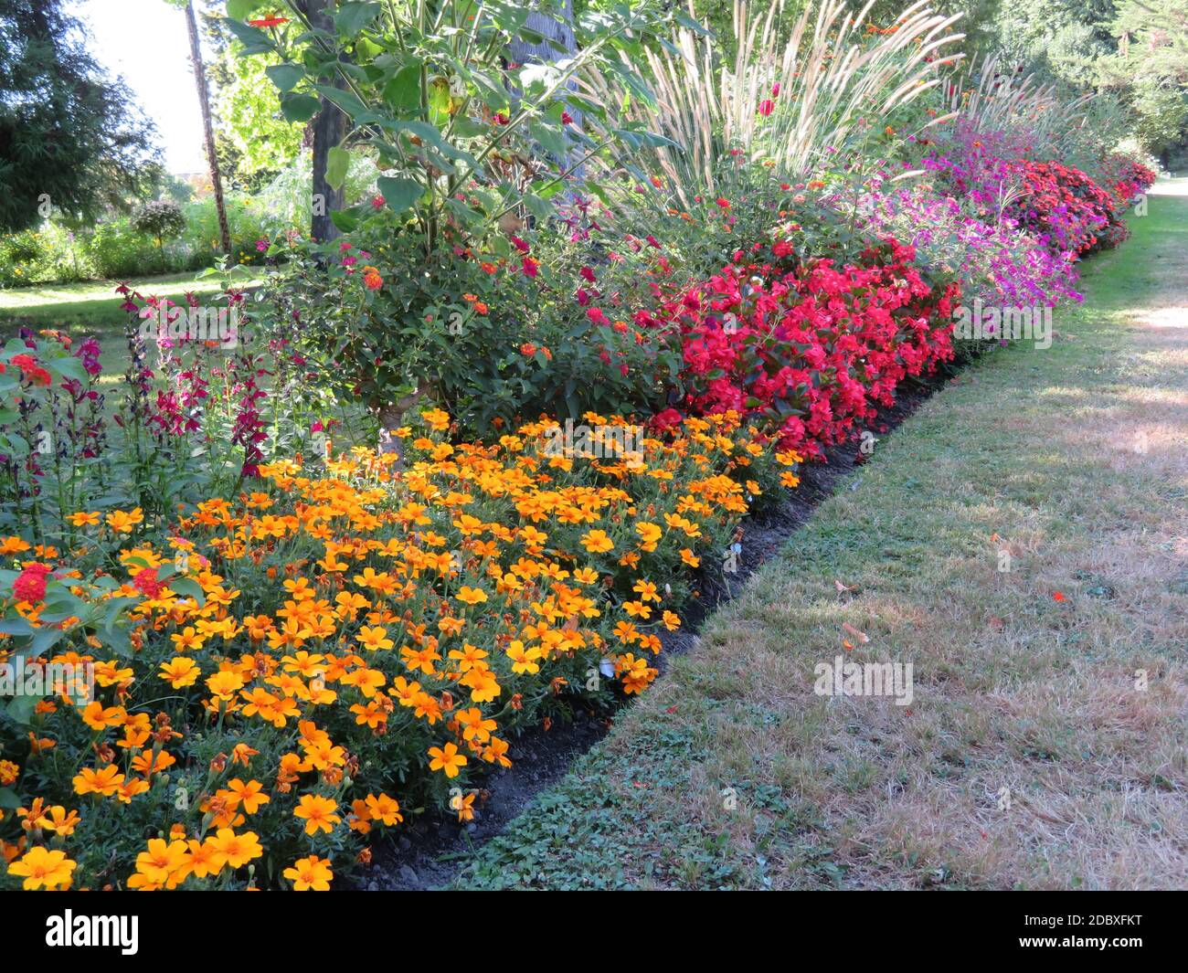 beautiful flower walk with different colors and good smell Stock Photo ...