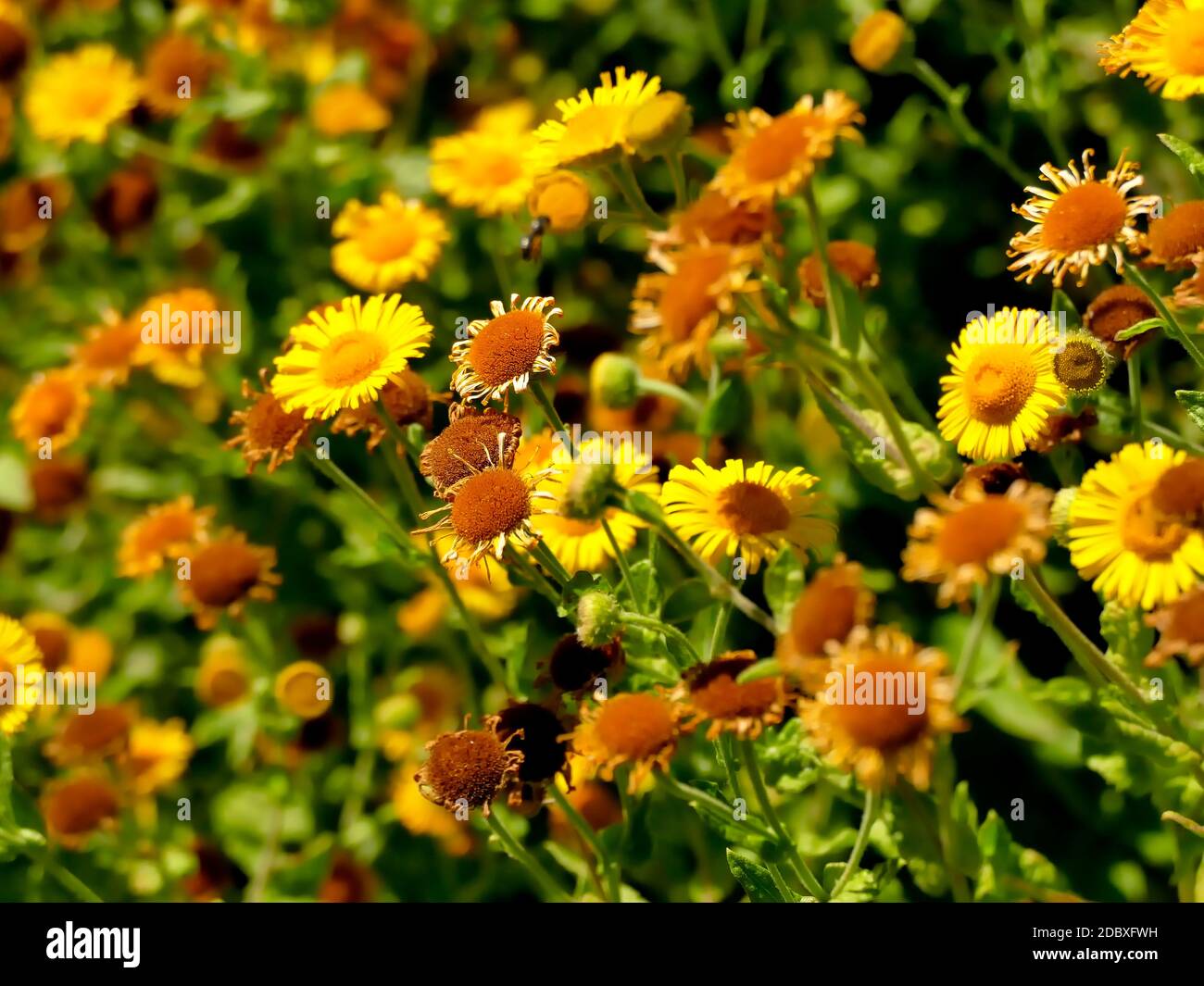 Meadow false fleabane hi-res stock photography and images - Alamy