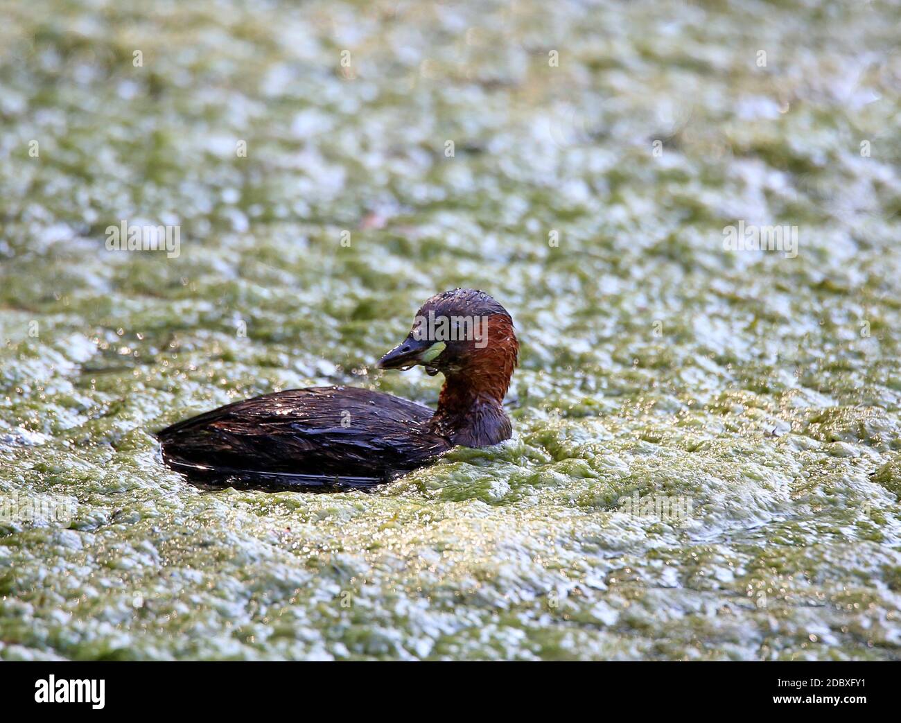 Little diver Tachybaptus ruficollis amidst algae Stock Photo - Alamy