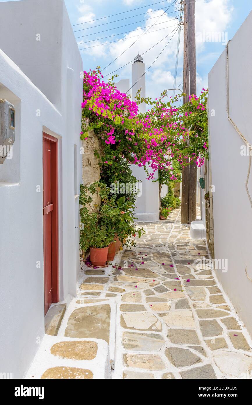 Picturesque alley in Prodromos Paros greek island with a full blooming ...