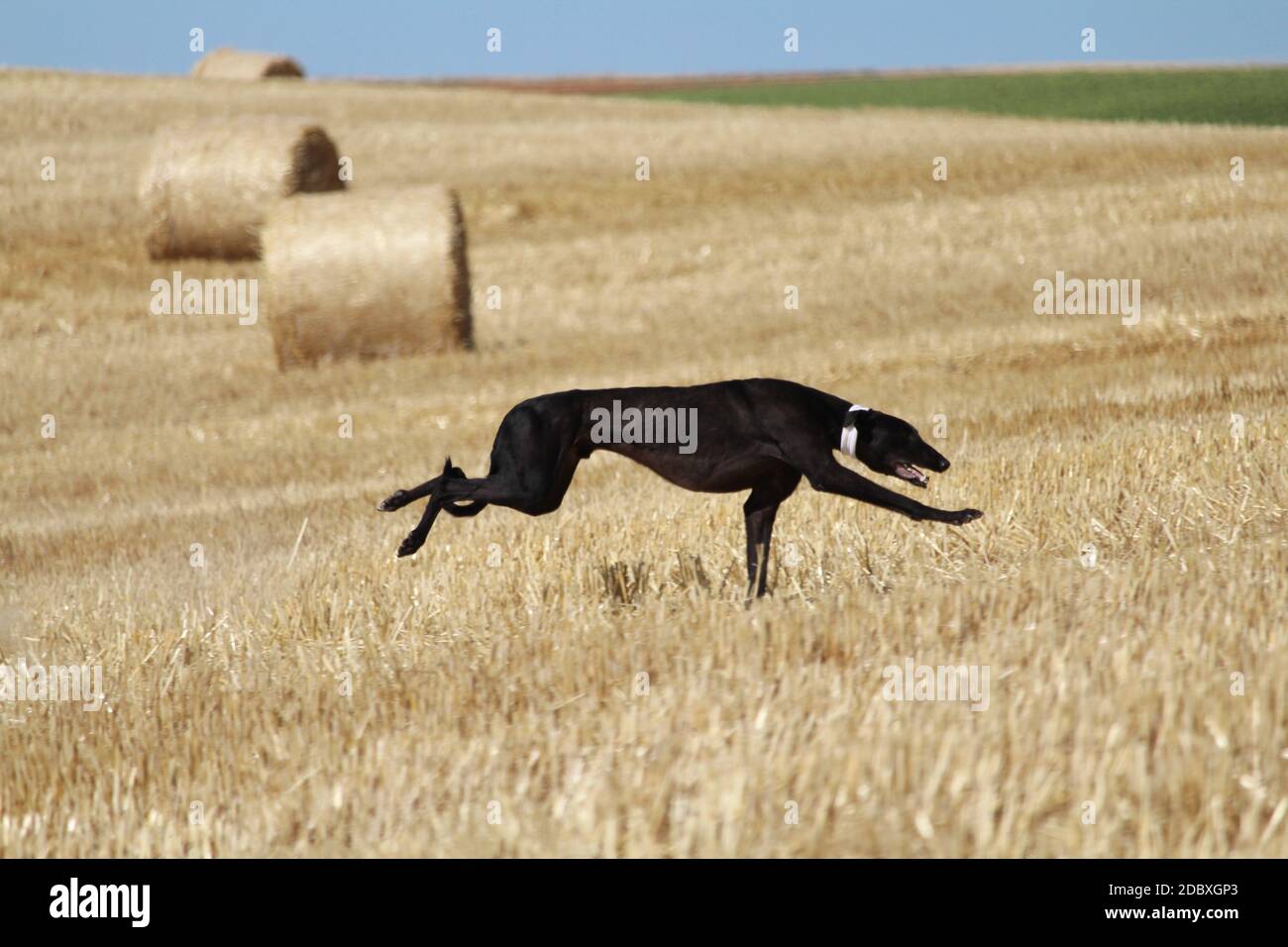 Spanish greyhound in mechanical hare race in the countryside Stock ...