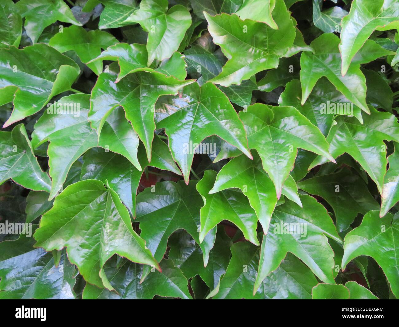ivy leaves green protection barrier beautiful natural intimacy Stock ...
