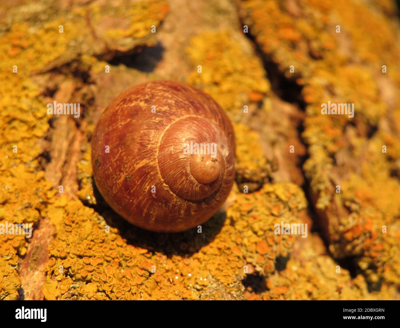 slow animal shell shell house antennae trail Stock Photo - Alamy