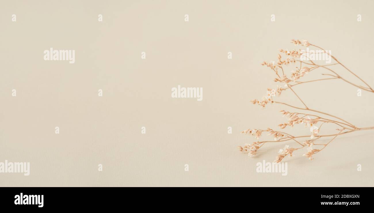 Natural beige background with a dry flower Stock Photo - Alamy