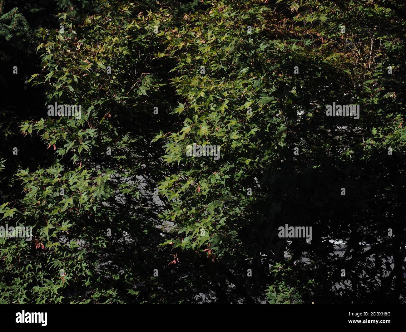 maple tree leaves useful as a natural background texture Stock Photo ...