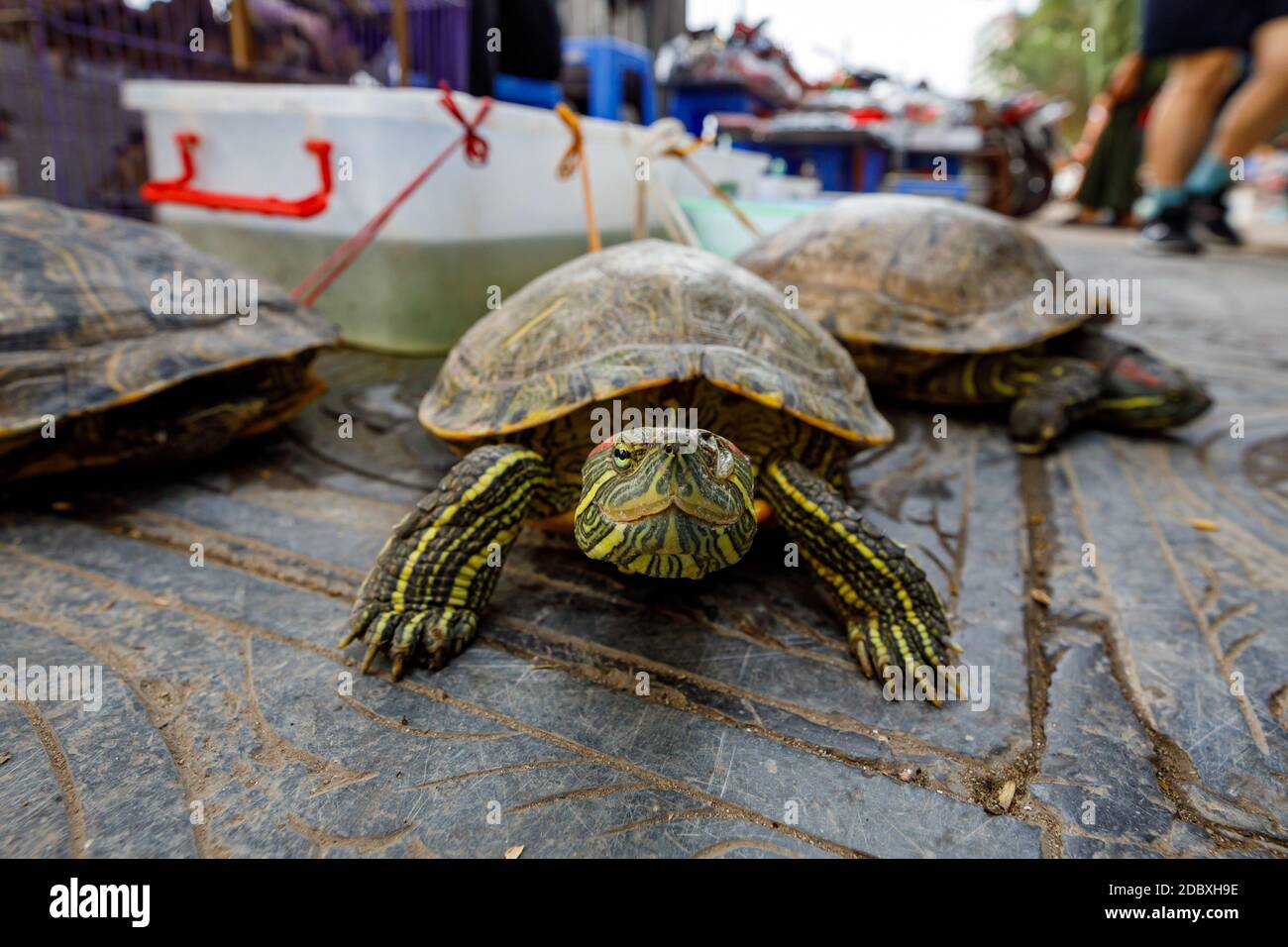 Market turtle hi-res stock photography and images - Alamy