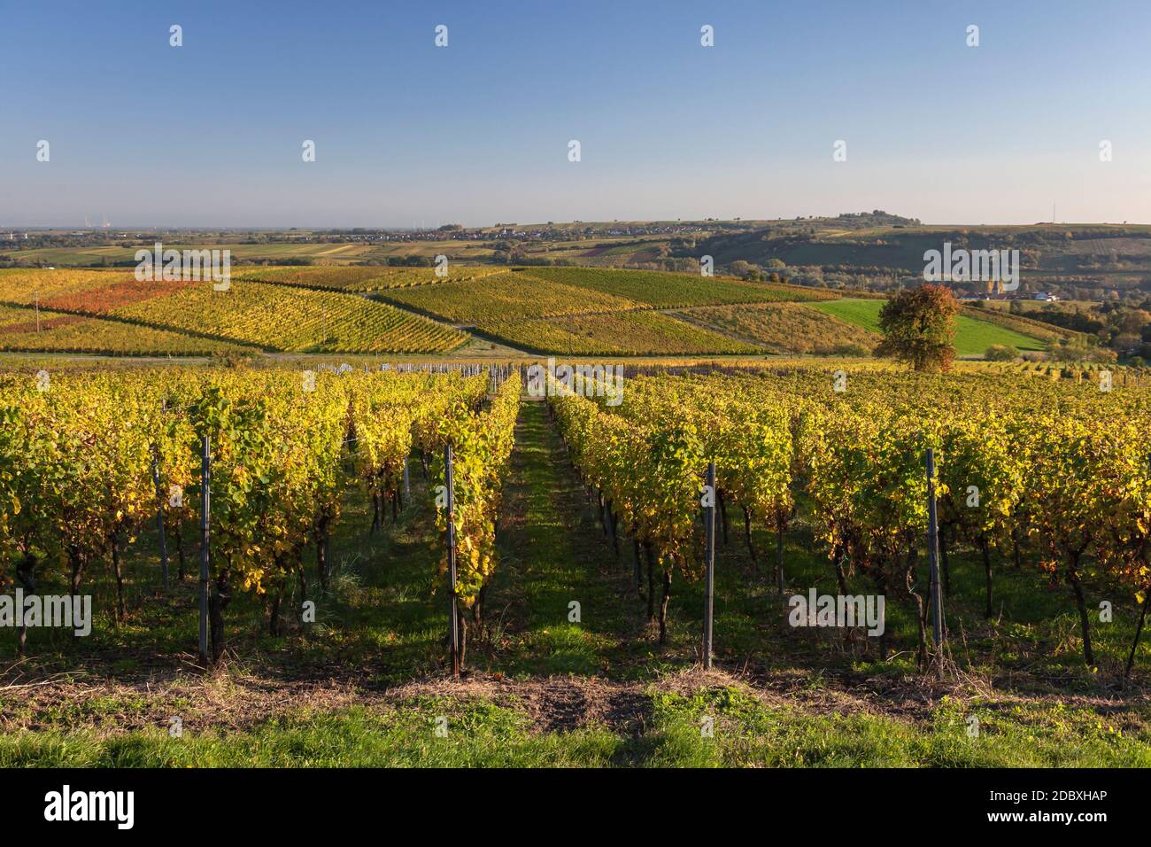 Vineyard german wine route hi-res stock photography and images - Alamy