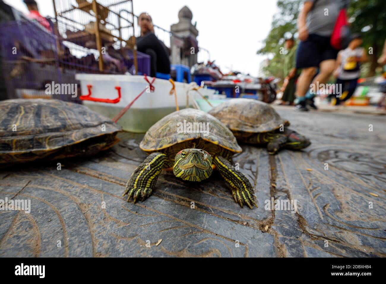 Turtle market hi-res stock photography and images - Alamy
