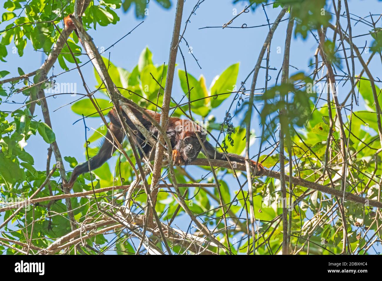 Howler Monkey Brachiating in the Trees in the Amazon Rainforest near ...