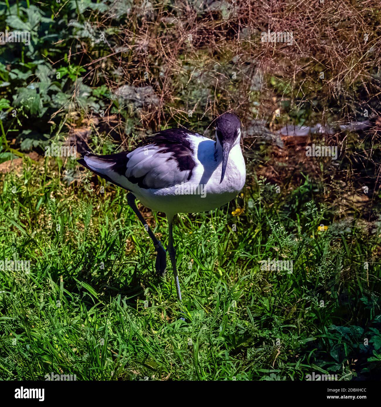 Cute wader hi-res stock photography and images - Alamy