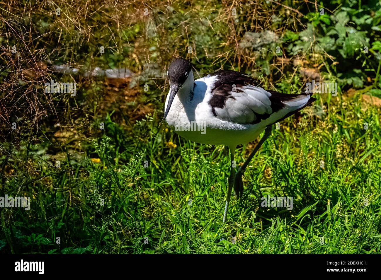 Pied avocet (Recurvirostra avosetta) - large black and white wader ...