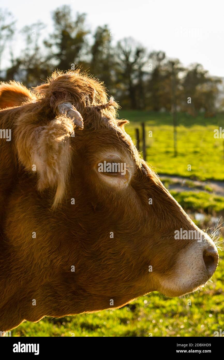 Cow head profile hi-res stock photography and images - Alamy