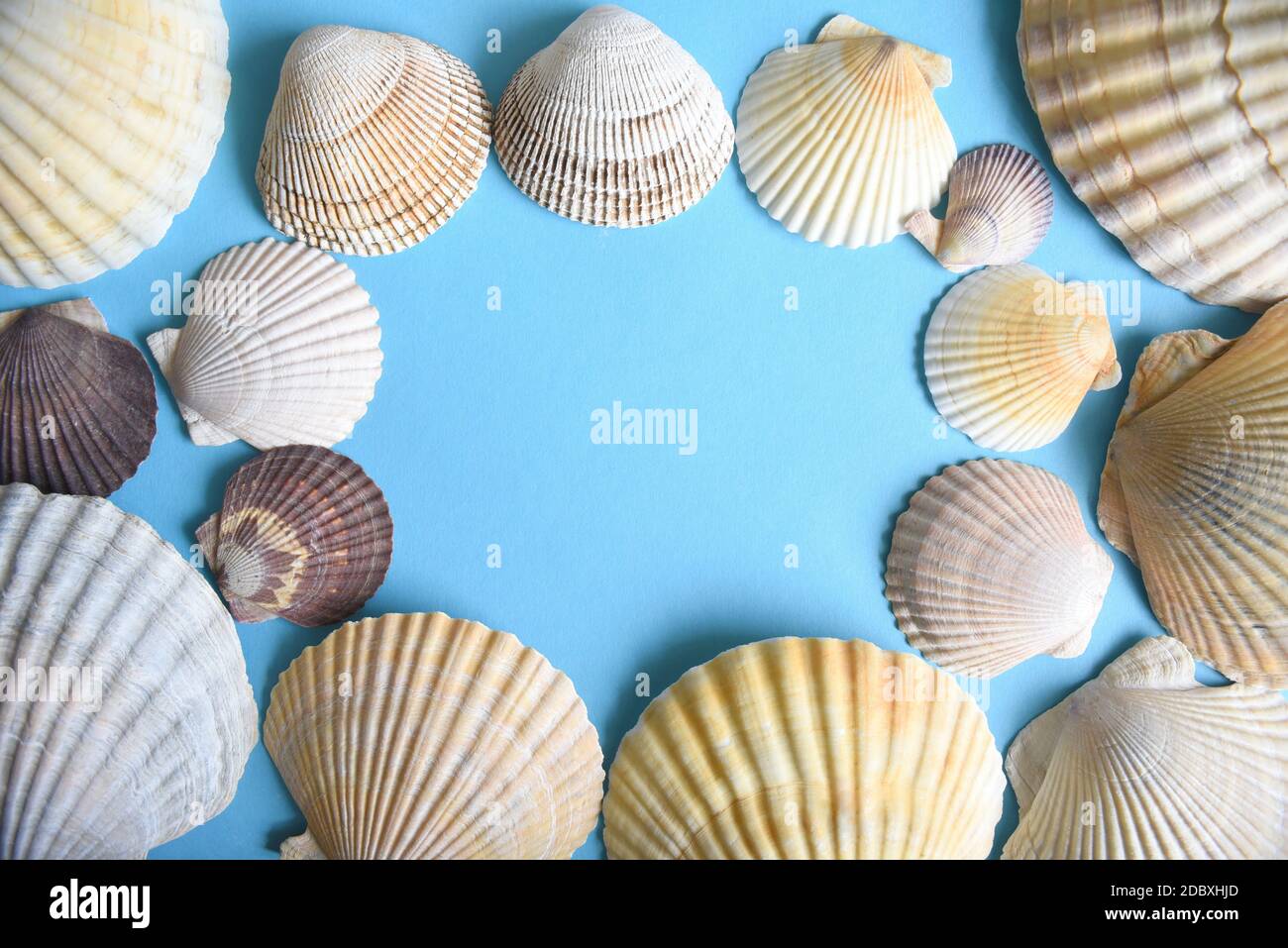 Marine frame made of Japanese sea scallop seashells on a blue ...