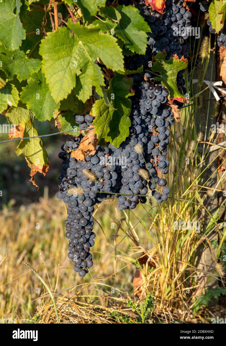 Red wine grapes ready to harvest and wine production. Saint Emilion ...