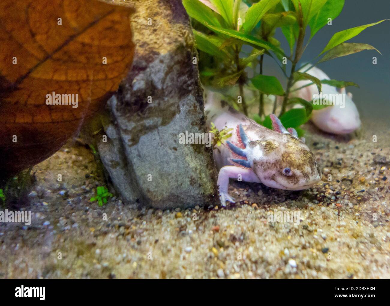 underwater scenery showing a Axolotl on sandy ground Stock Photo - Alamy
