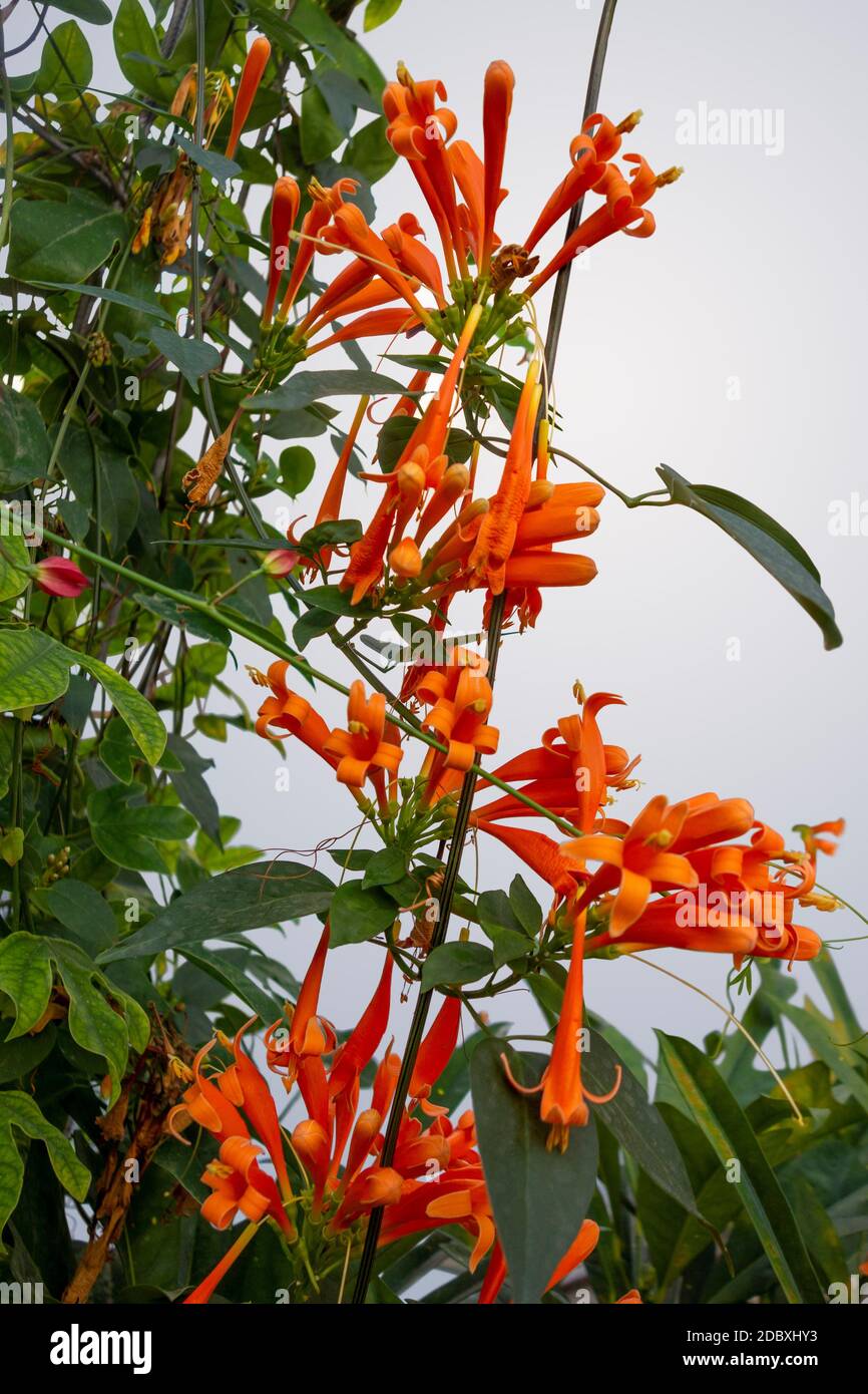 exotic orange flowers in light grey back Stock Photo - Alamy