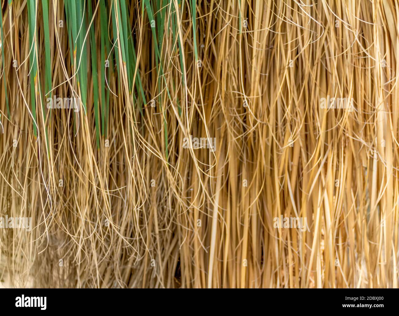 full frame closeup shot showing lots of mostly dry plant filaments ...