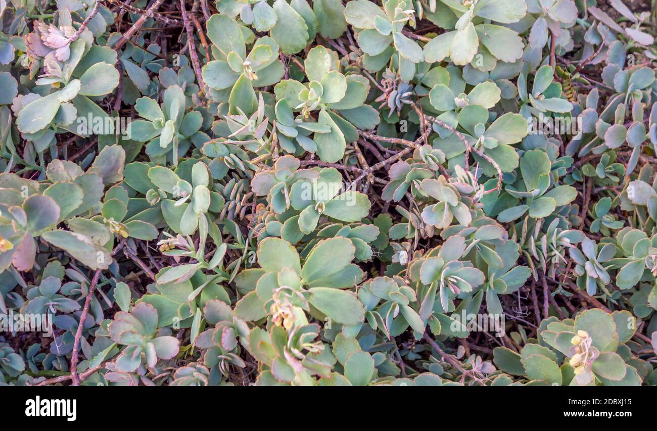 Full frame succulent hi-res stock photography and images - Alamy