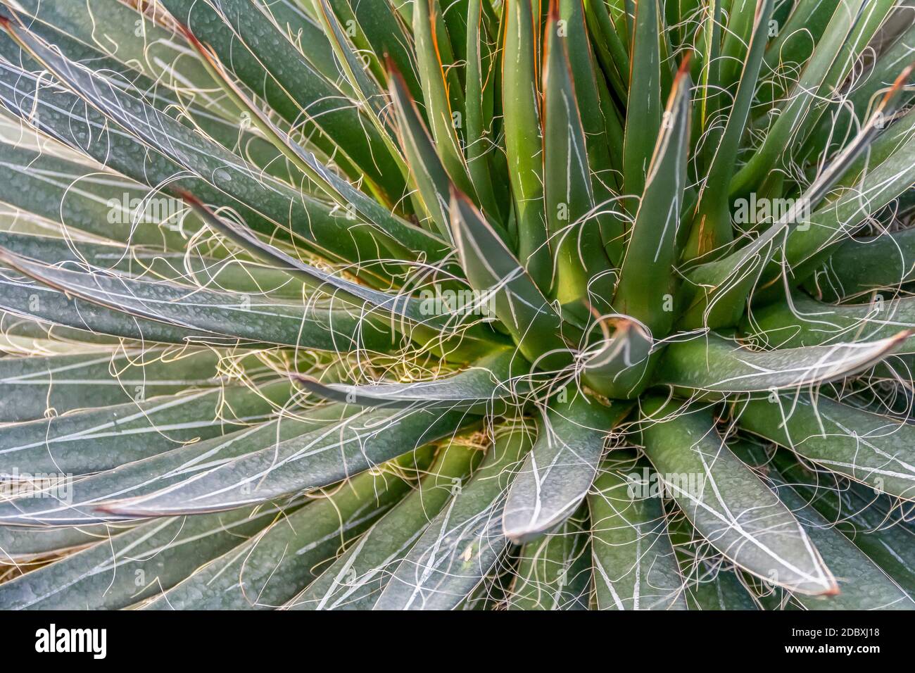 full frame fibrous agave plant closeup Stock Photo - Alamy