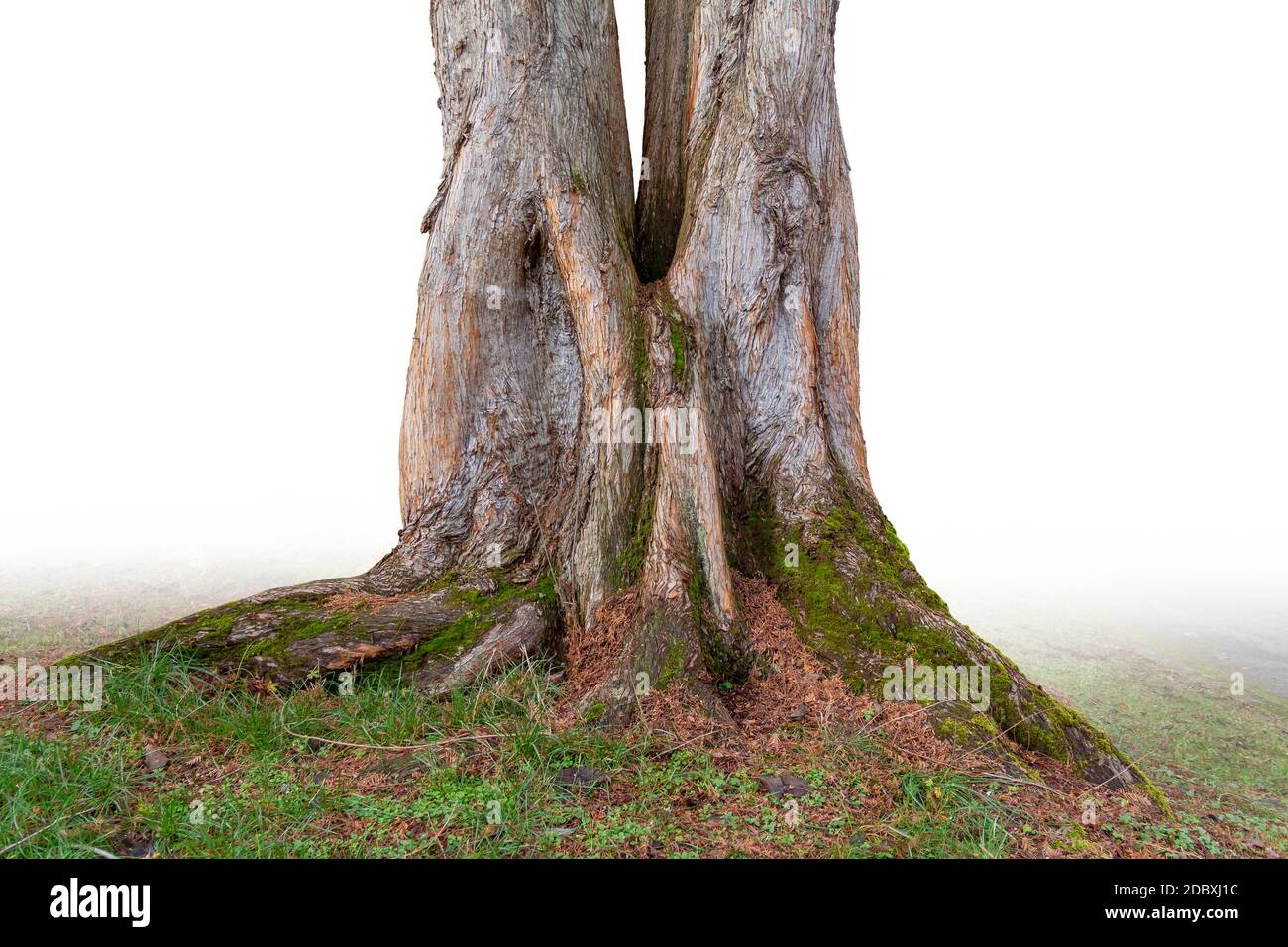 divided tree closeup gradient isolated in white back Stock Photo - Alamy