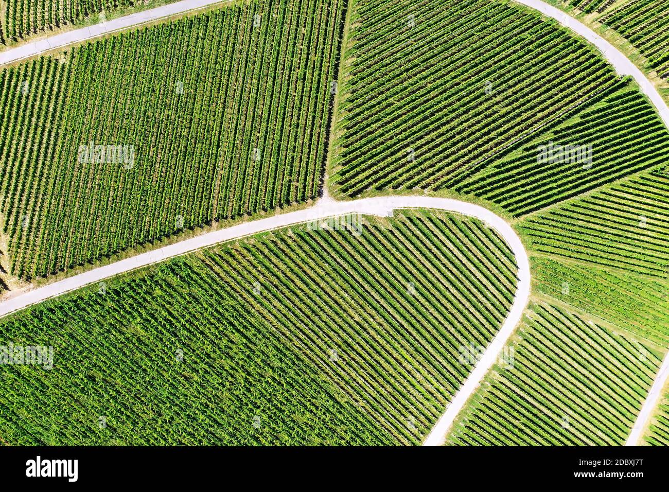 Vineyard from above with paths and roads Stock Photo - Alamy