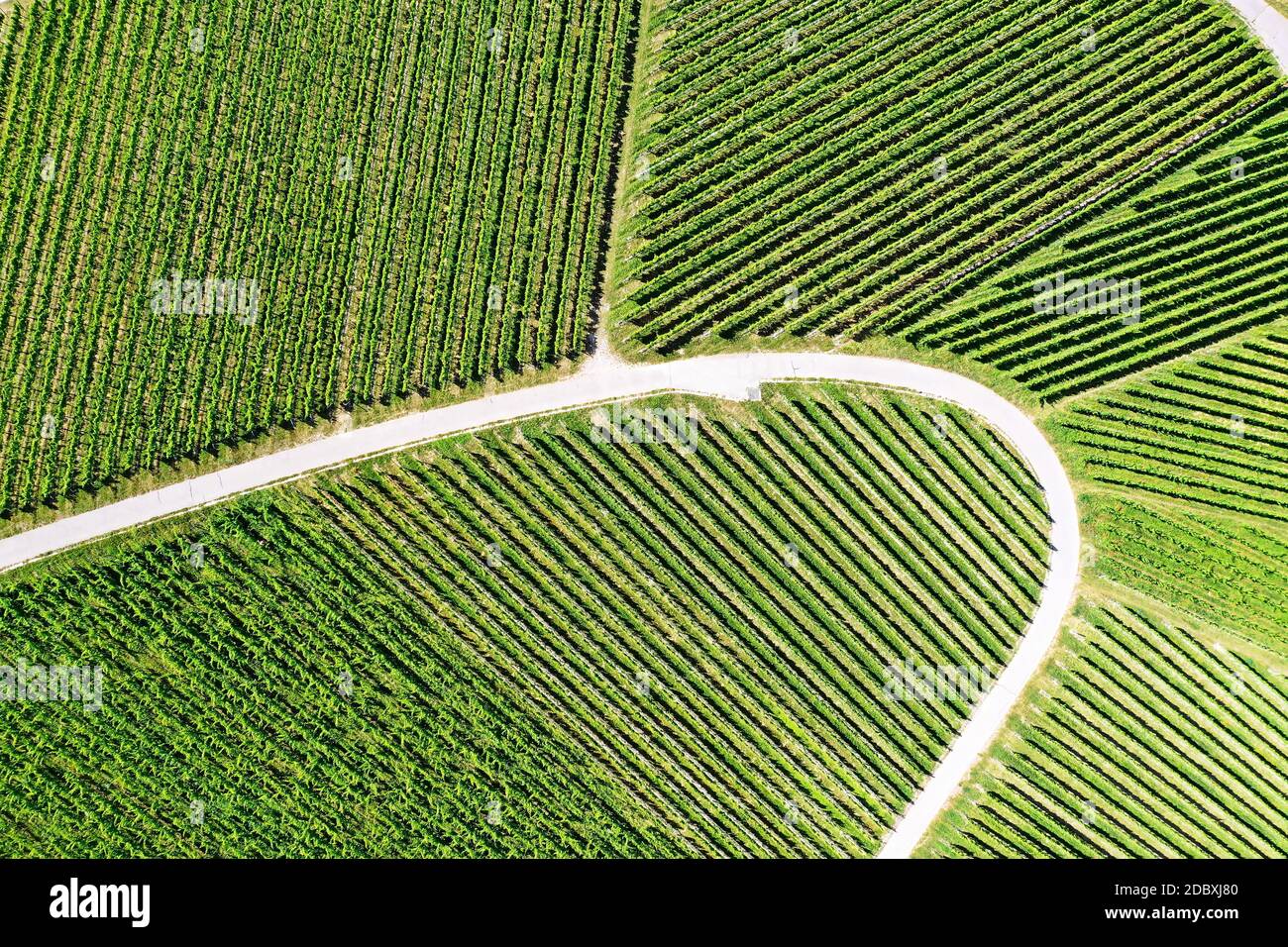 Vineyard from above with paths and roads Stock Photo - Alamy