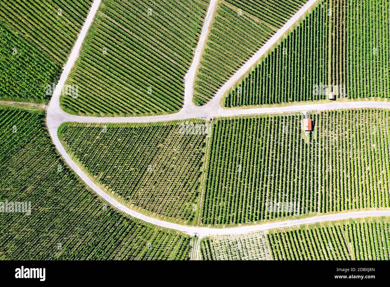 Vineyard from above with paths and roads Stock Photo - Alamy