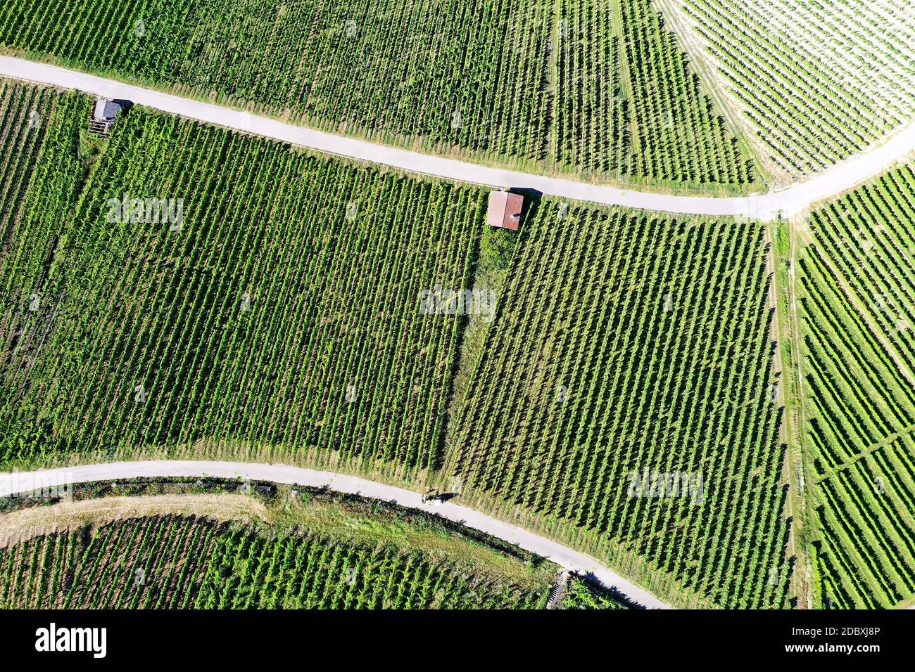 Vineyard from above with paths and roads Stock Photo - Alamy