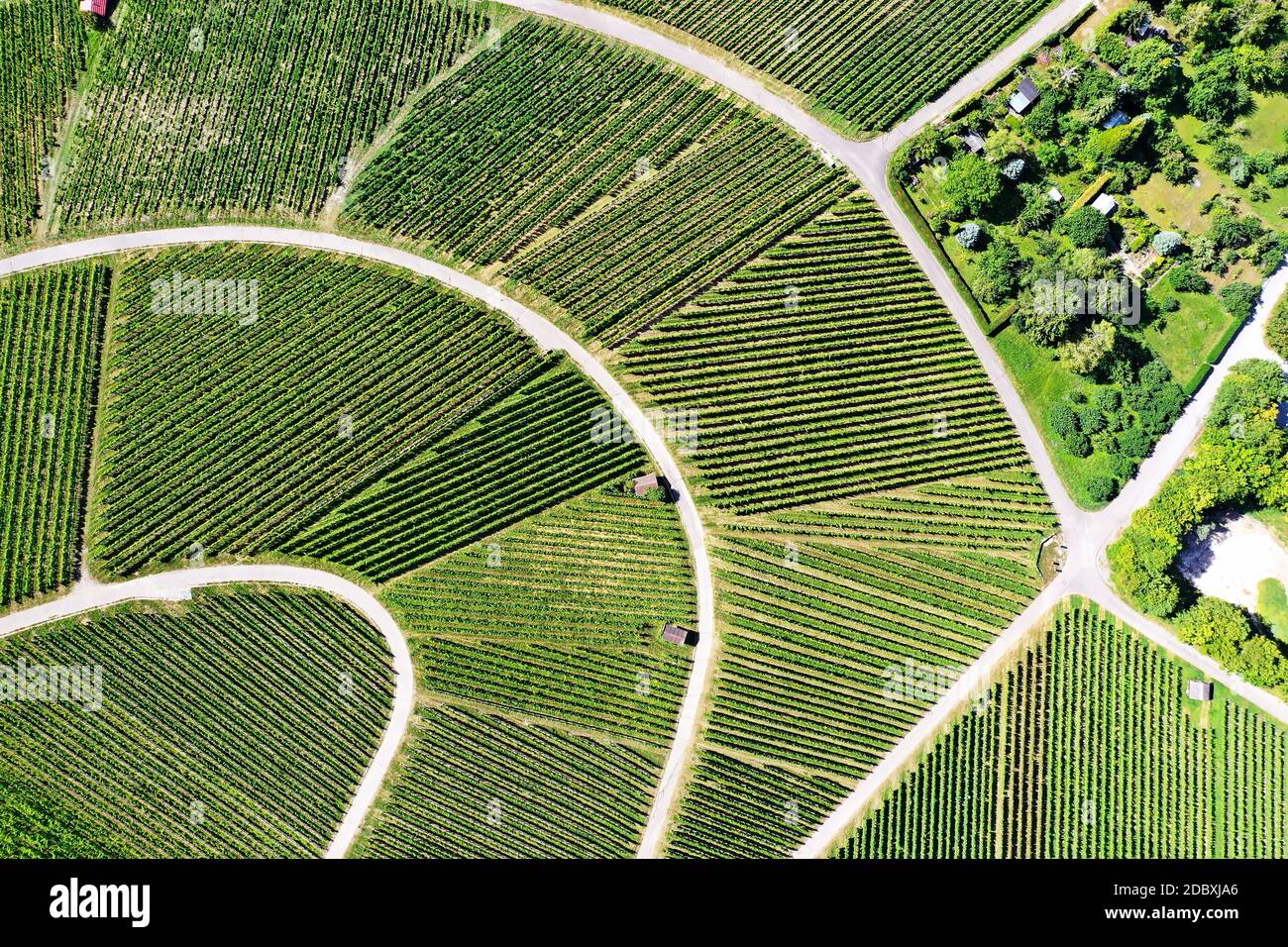 Vineyard from above with paths and roads Stock Photo - Alamy