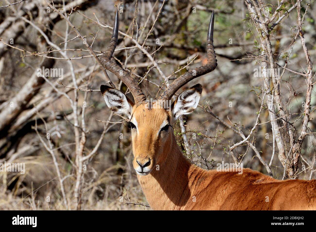 Impala in the Kruger National Park in South Africa. Impala is one of ...