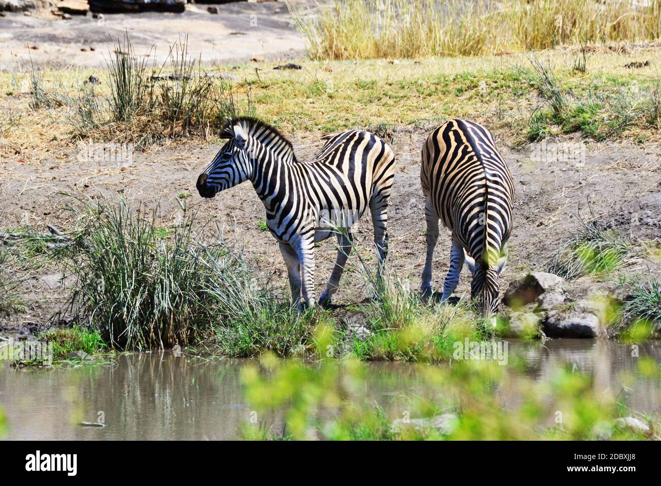 Grasses of south africa hi-res stock photography and images - Alamy