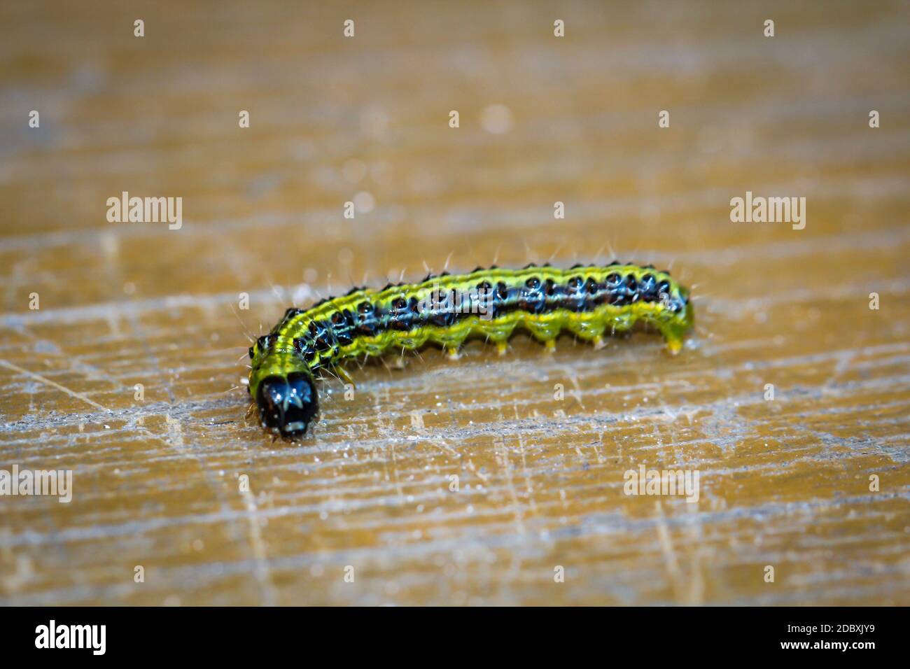 Boxwood front yard hi-res stock photography and images - Alamy