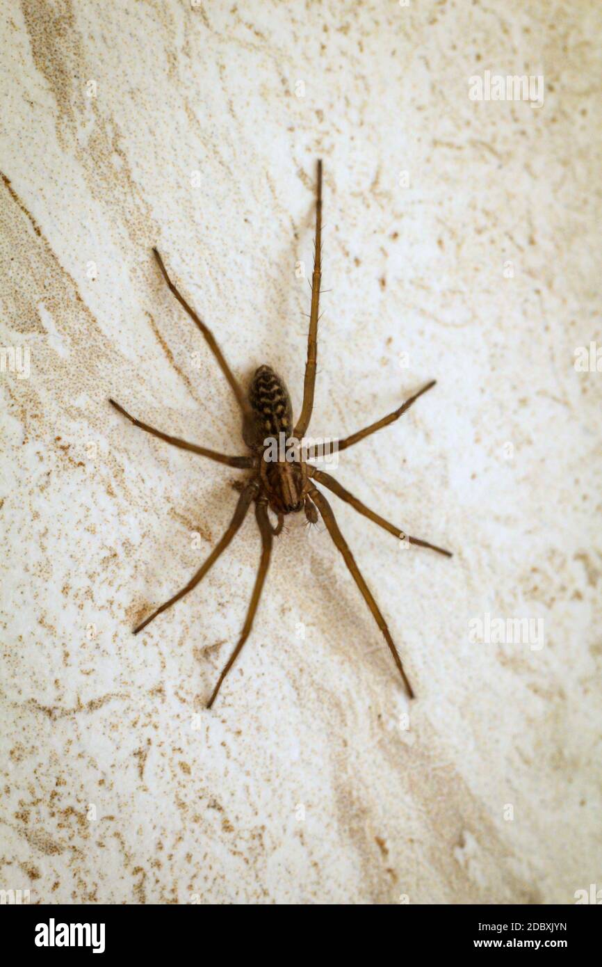 Invasive poisonous spider hi-res stock photography and images - Alamy