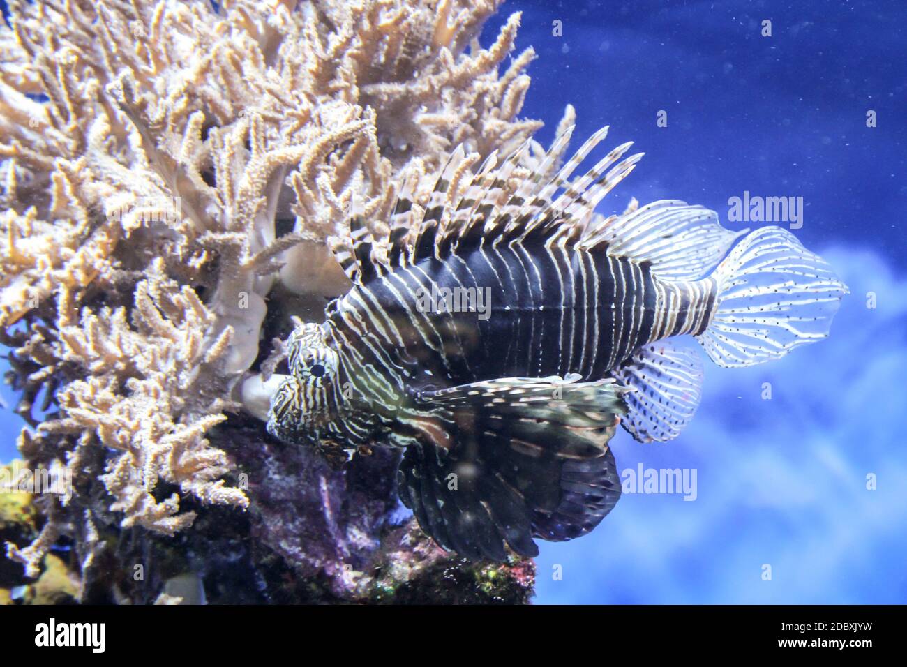 Freshwater lionfish hi-res stock photography and images - Alamy