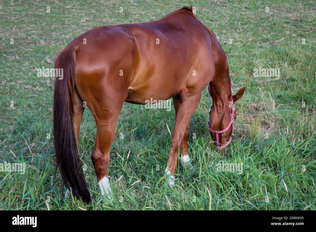 Horse, horses, stallion on a pasture, paddock while grazing Stock Photo ...