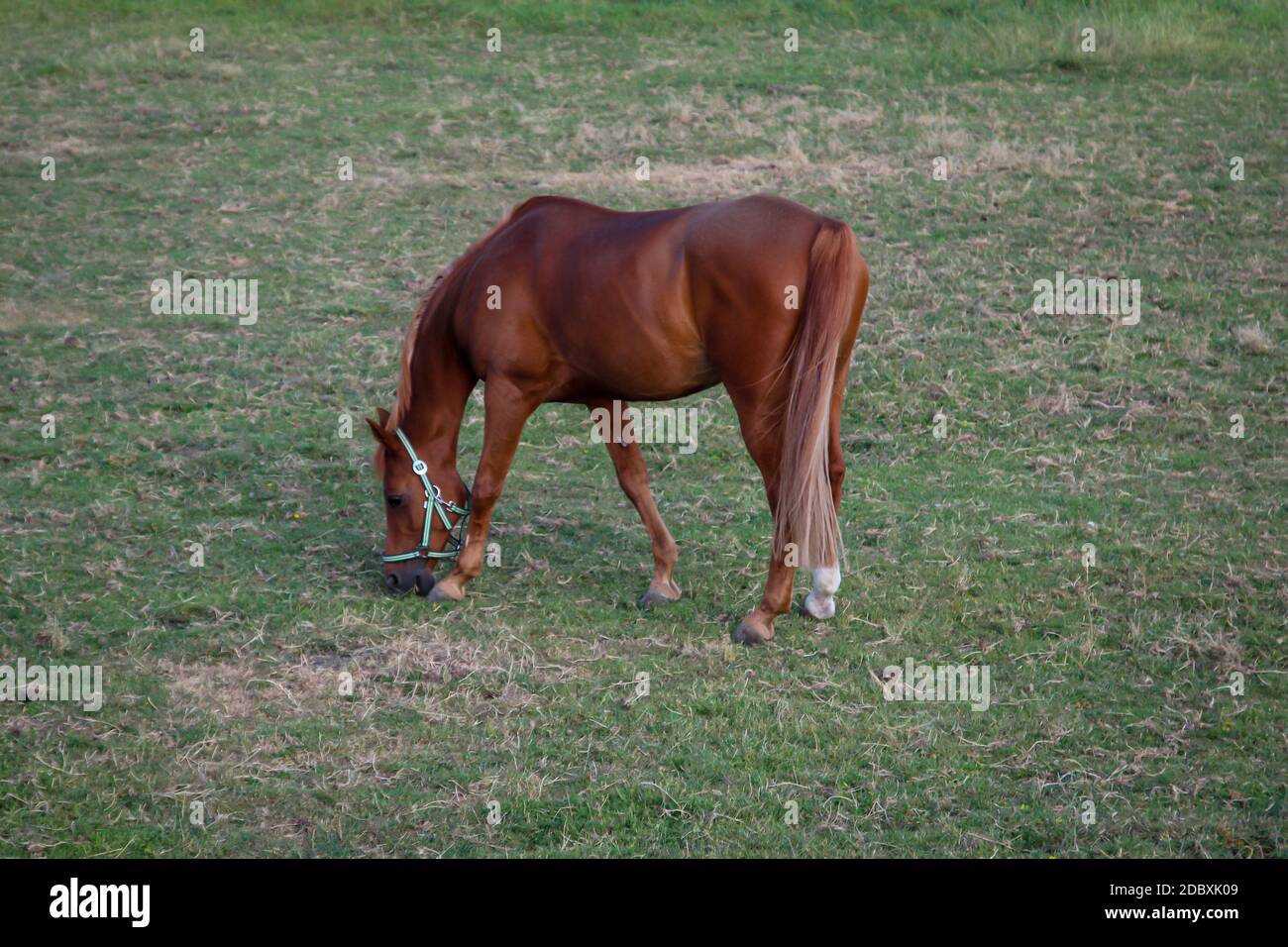 Horse, horses, stallion on a pasture, paddock while grazing Stock Photo ...