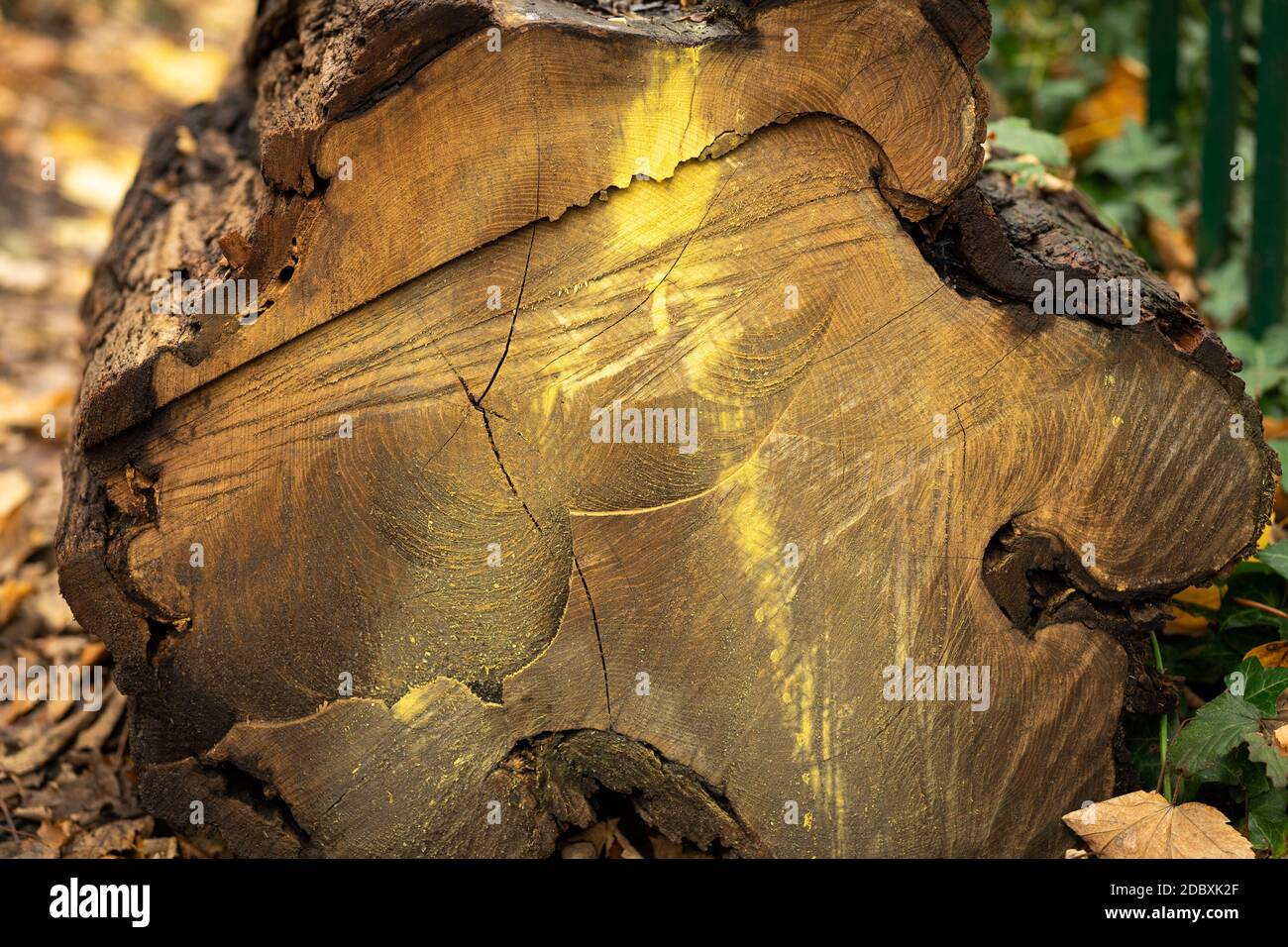 Cut tree hi-res stock photography and images - Alamy