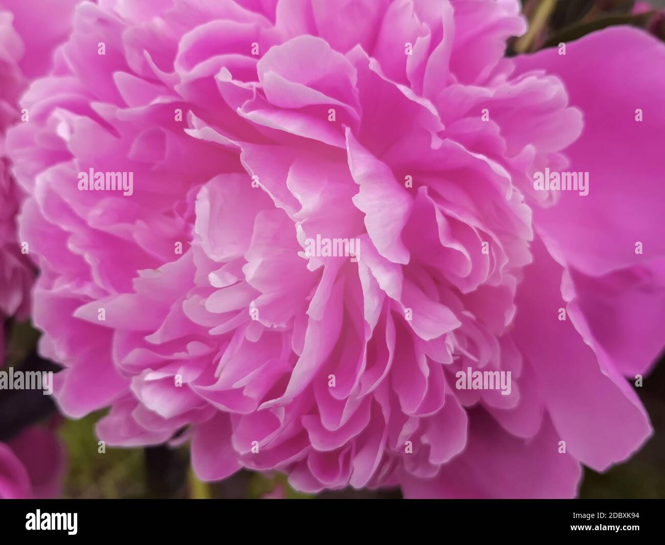 The beautiful pink large peony blossoming in a garden, is photographed ...