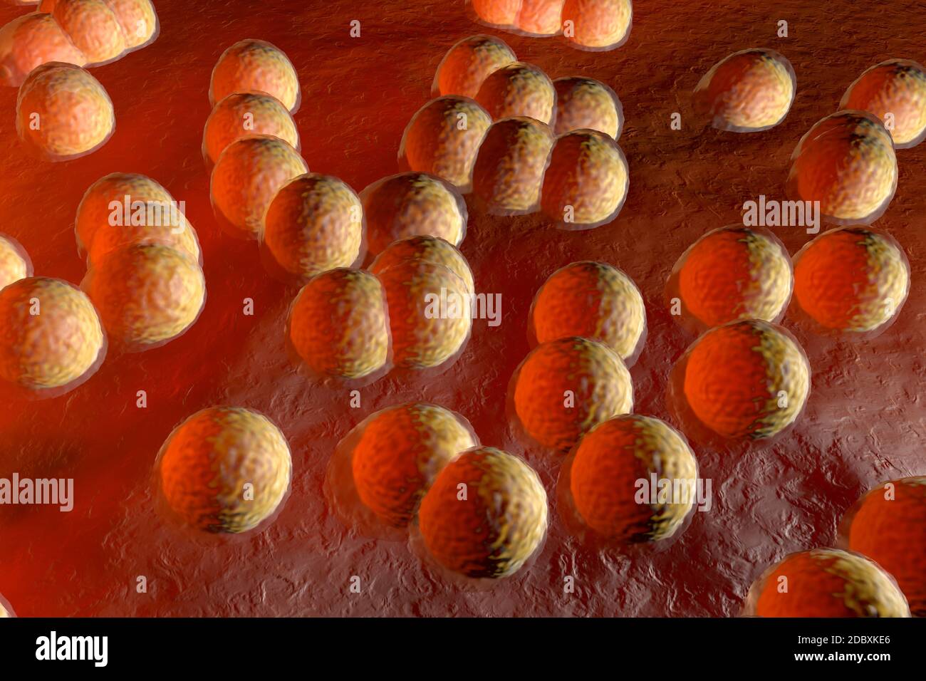 Fat cells magnification hi-res stock photography and images - Alamy