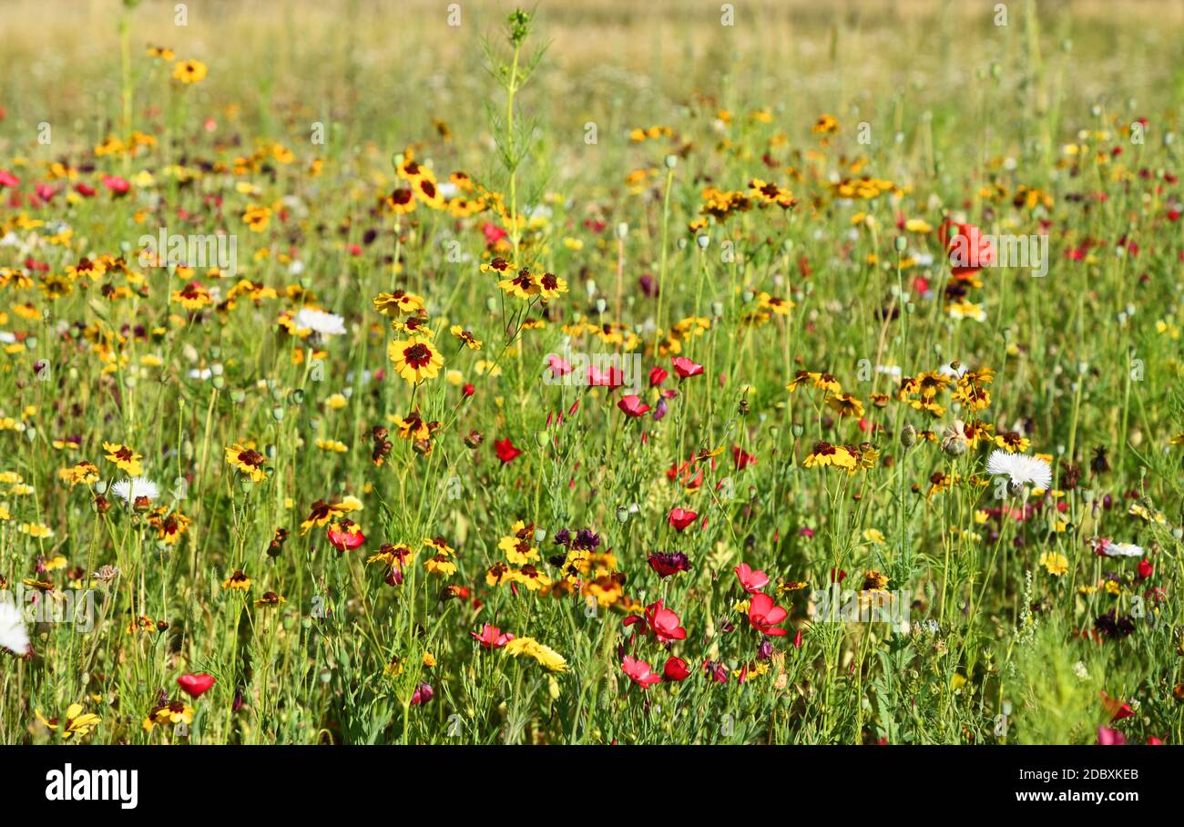 Colorful flower meadow hi-res stock photography and images - Alamy